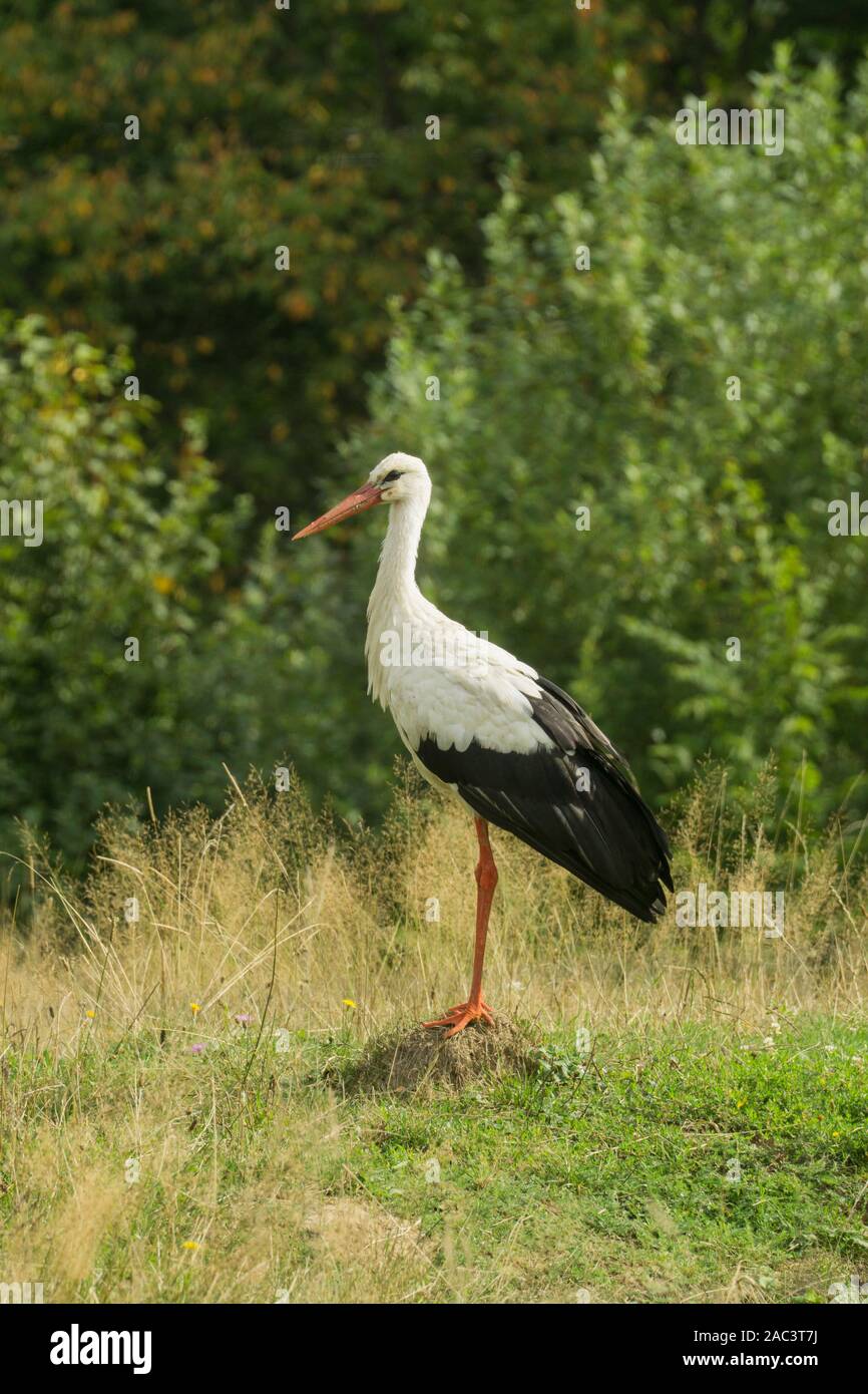 White Stork standing on mole barrow Stock Photo - Alamy