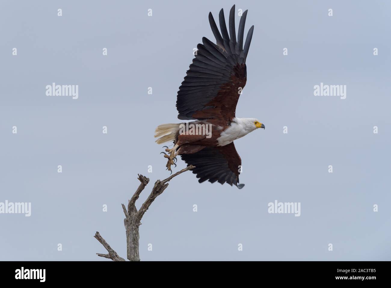 Best fish eagle image hi-res stock photography and images - Alamy