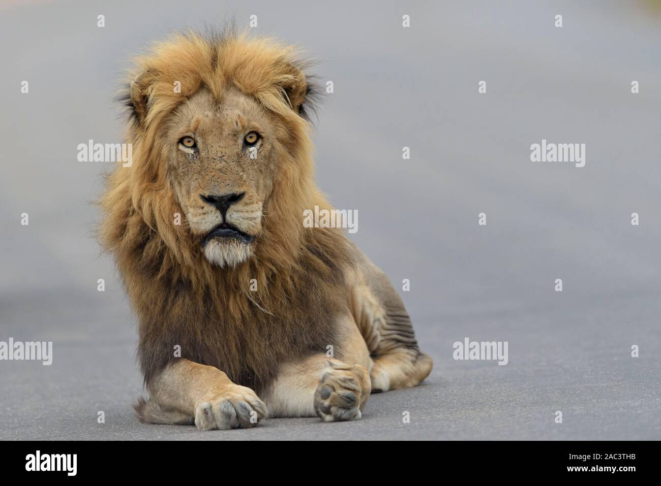 Male lion close up portrait Stock Photo - Alamy