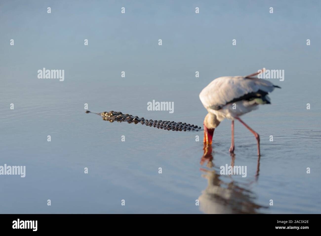 African bird yellow legs hi-res stock photography and images - Alamy