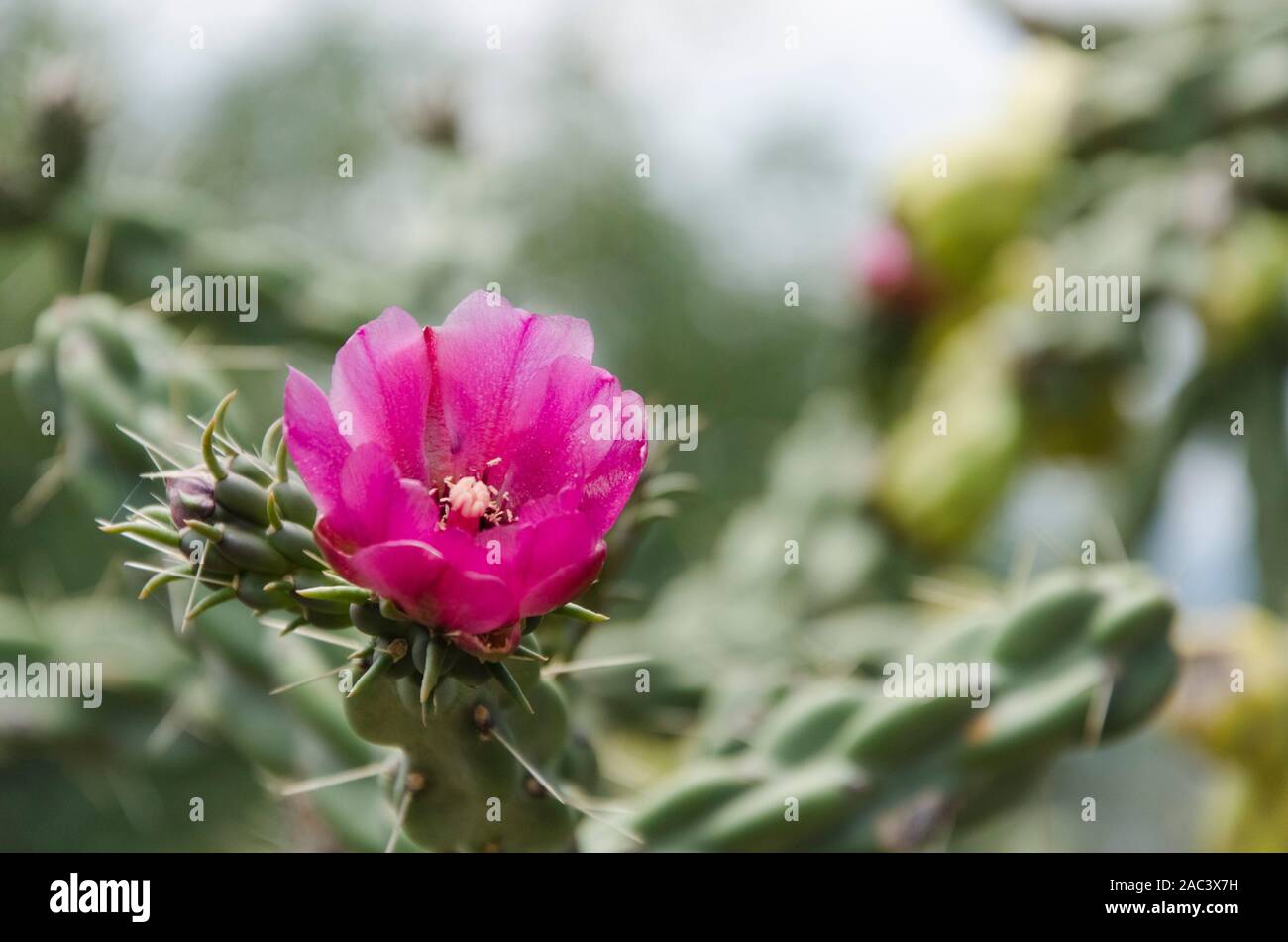 Fuchsia cactus flower, beautiful and vibrant, in Hidalgo, Mexico Stock ...