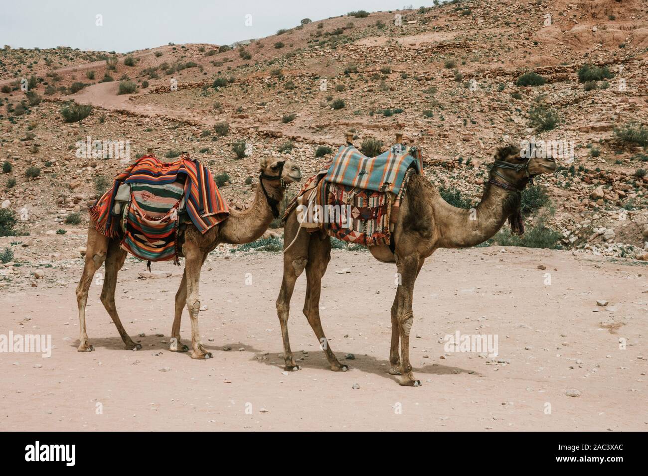 Camel transport hi-res stock photography and images - Alamy