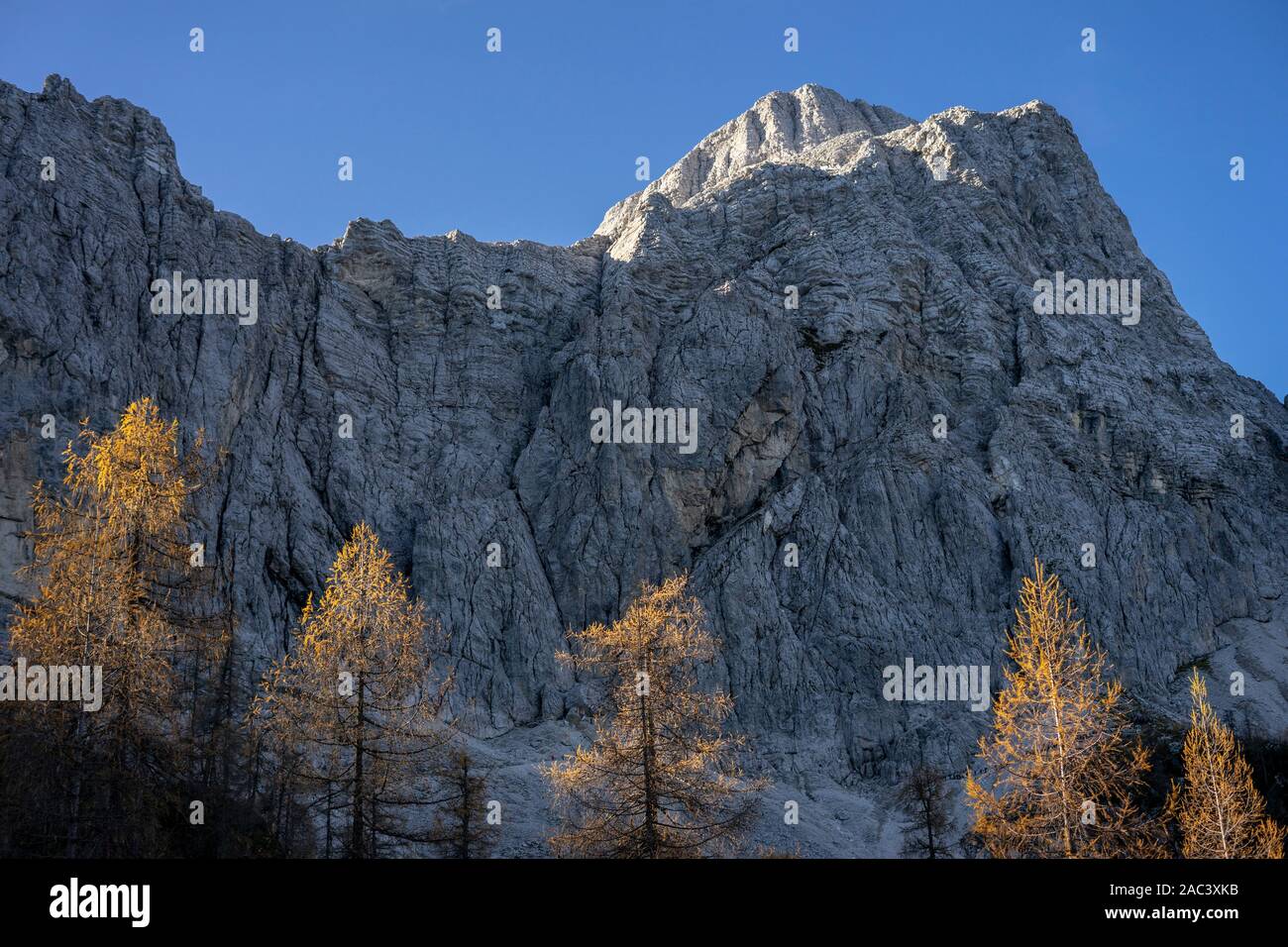Yellow larches tree hi-res stock photography and images - Alamy