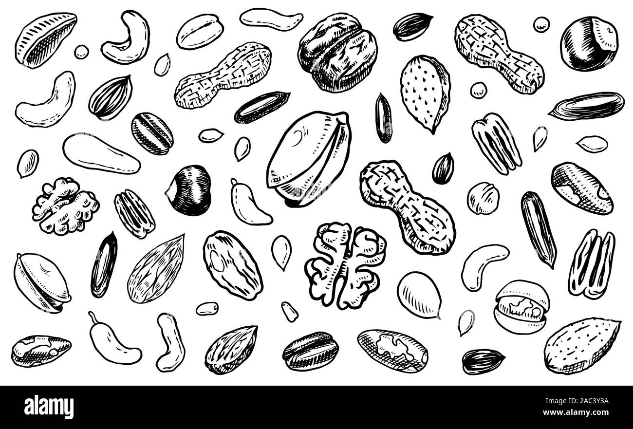 Corn Seeds Drawing