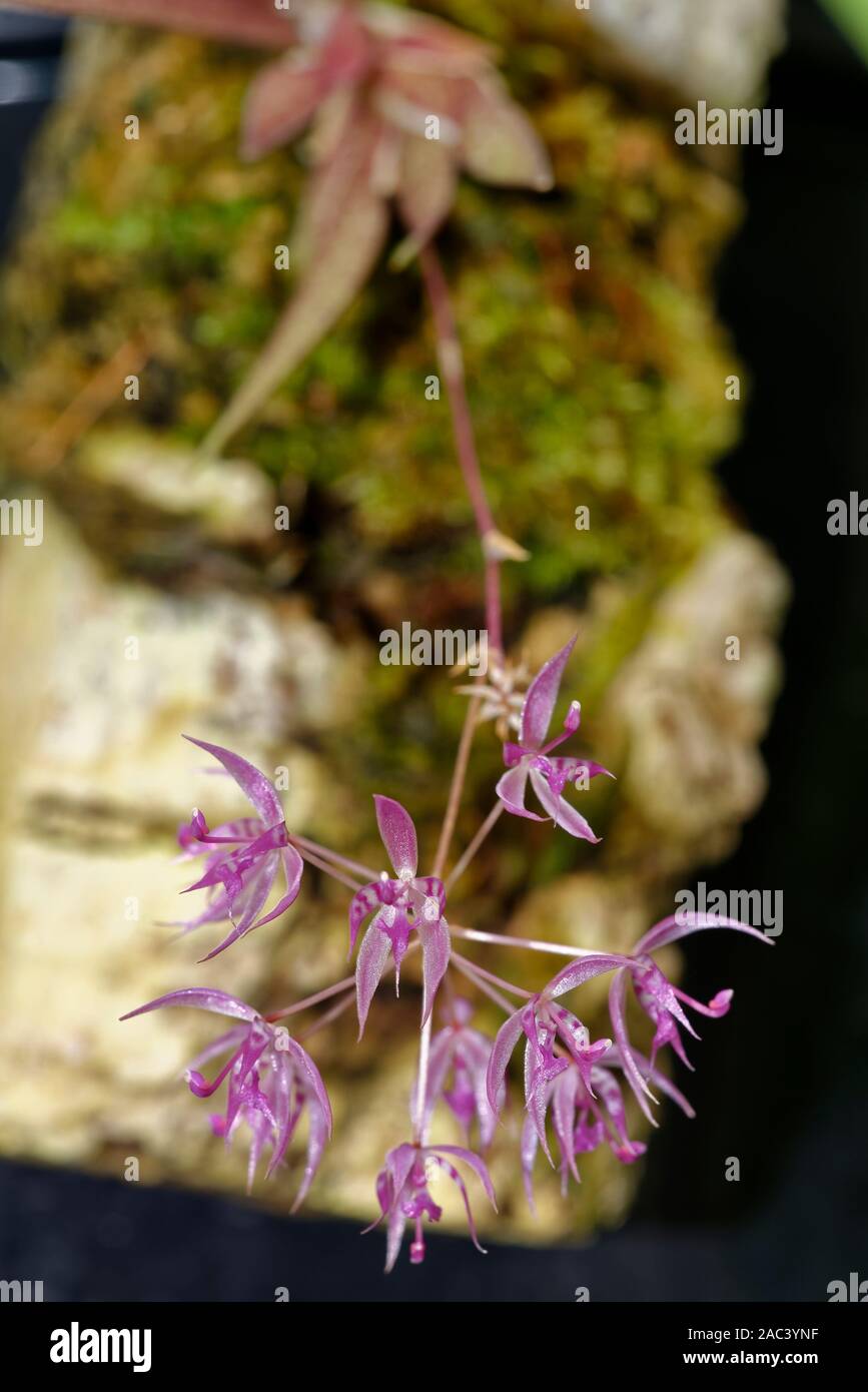 Manabi Macroclinium Orchid - Macroclinium manabinum Epiphyte from ...