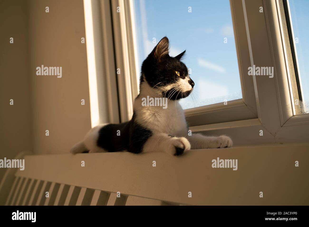 A cat sat at the window Stock Photo - Alamy