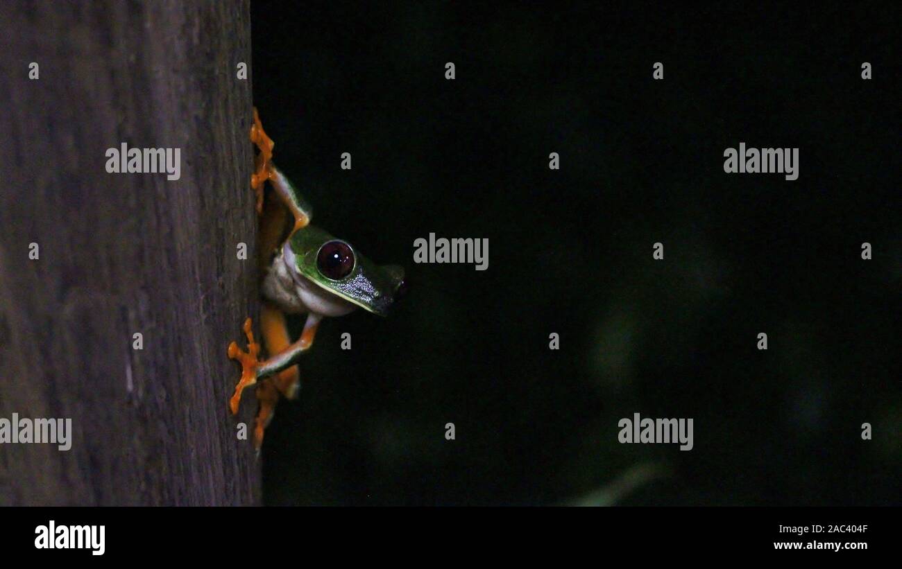 red-eyed tree frog by night Stock Photo - Alamy