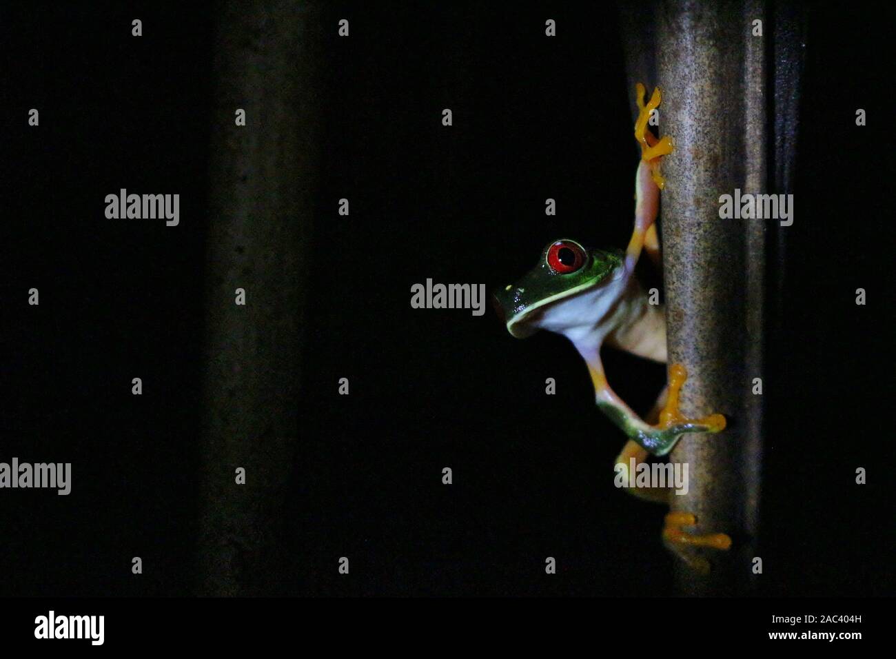 red-eyed tree frog by night Stock Photo - Alamy