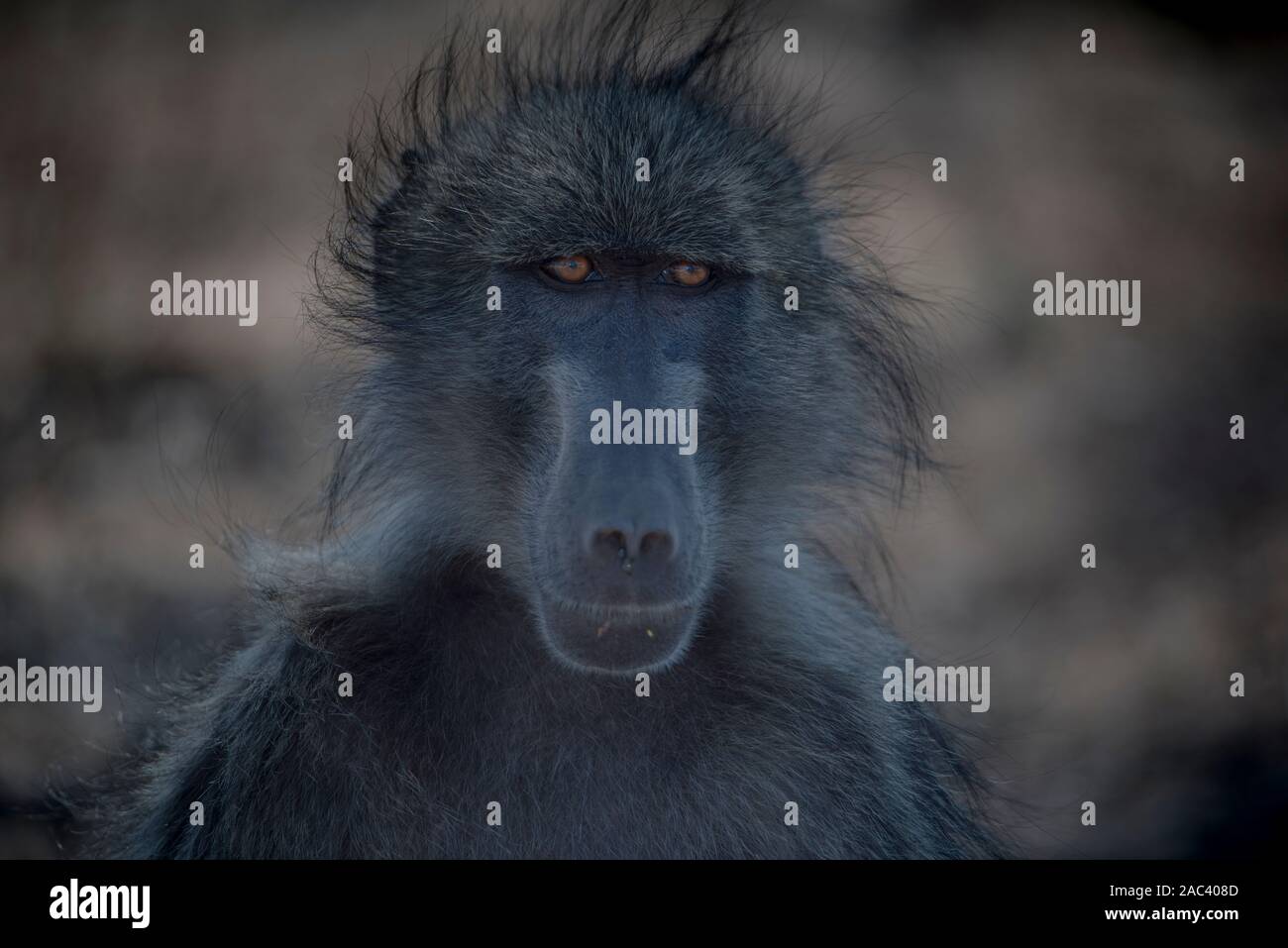 Baboon portrait, best baboon photos Stock Photo - Alamy