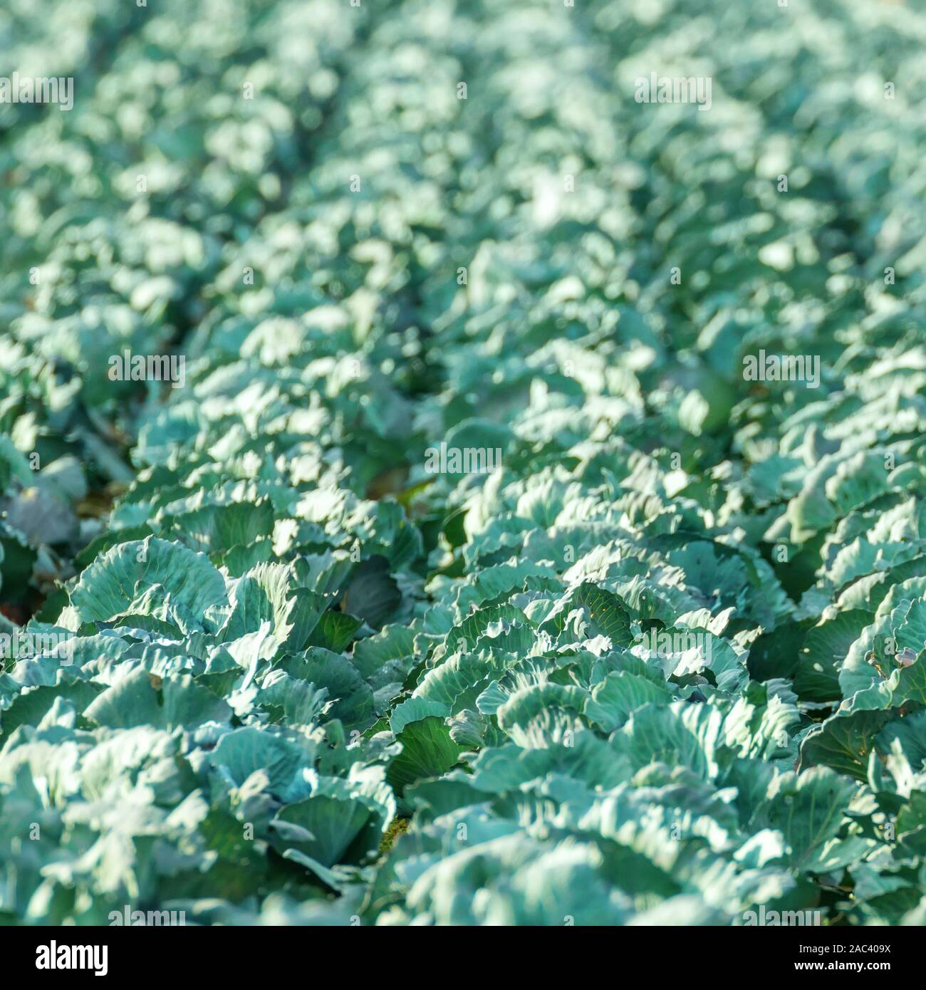 Organic freshly growing cabbage field Stock Photo - Alamy