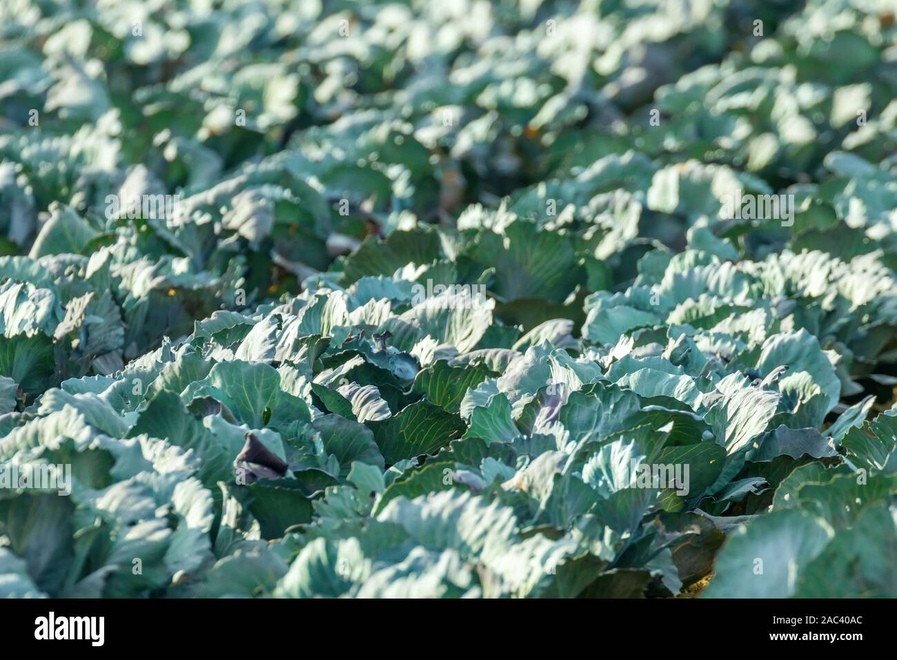 Organic freshly growing cabbage field Stock Photo - Alamy