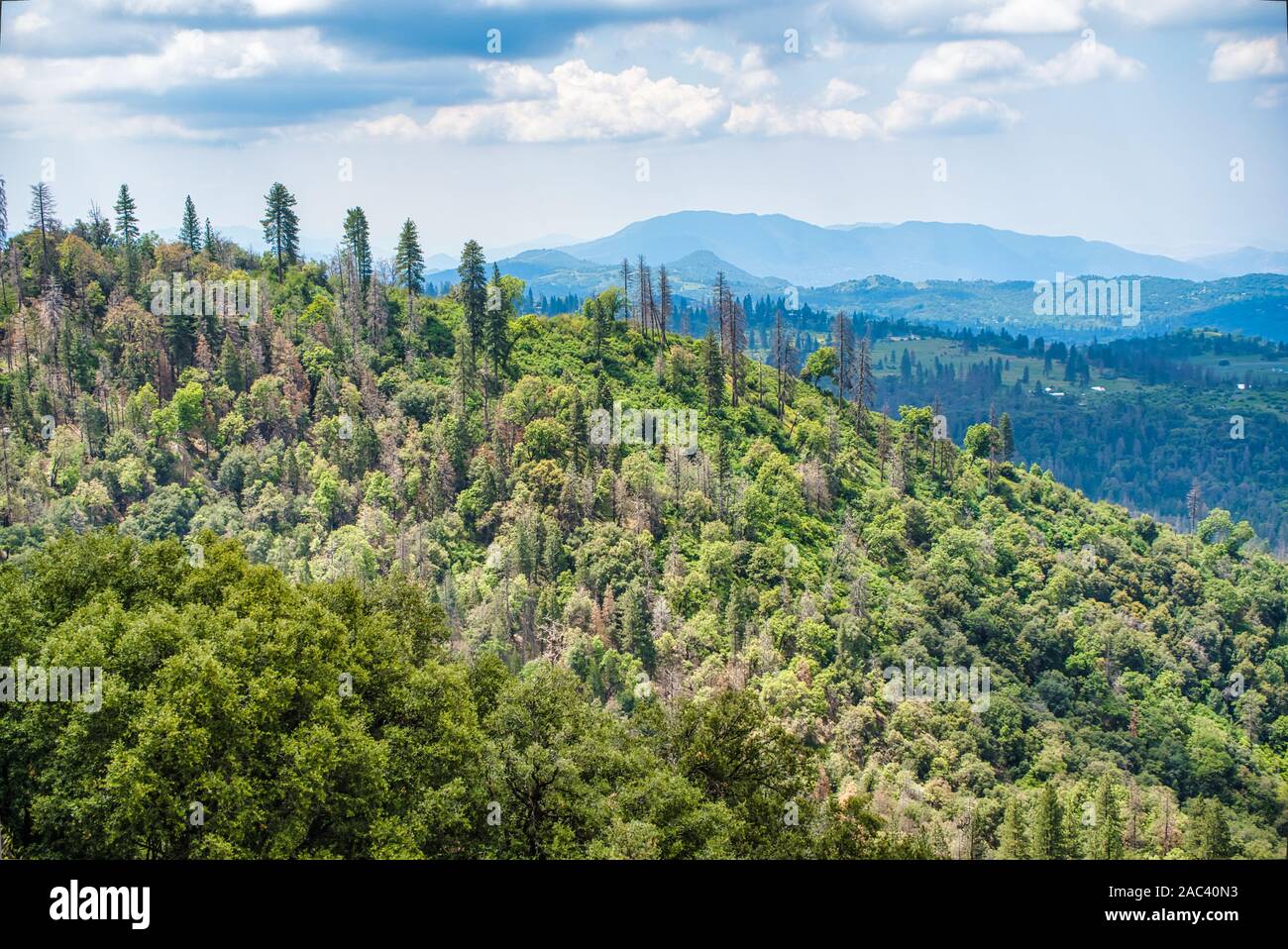 Sequoia National Forest in Spring,California,USA Stock Photo - Alamy