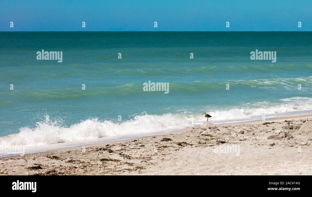 Beach, sand, water, waves and a bird, Sanibel Island, Florida, USA ...