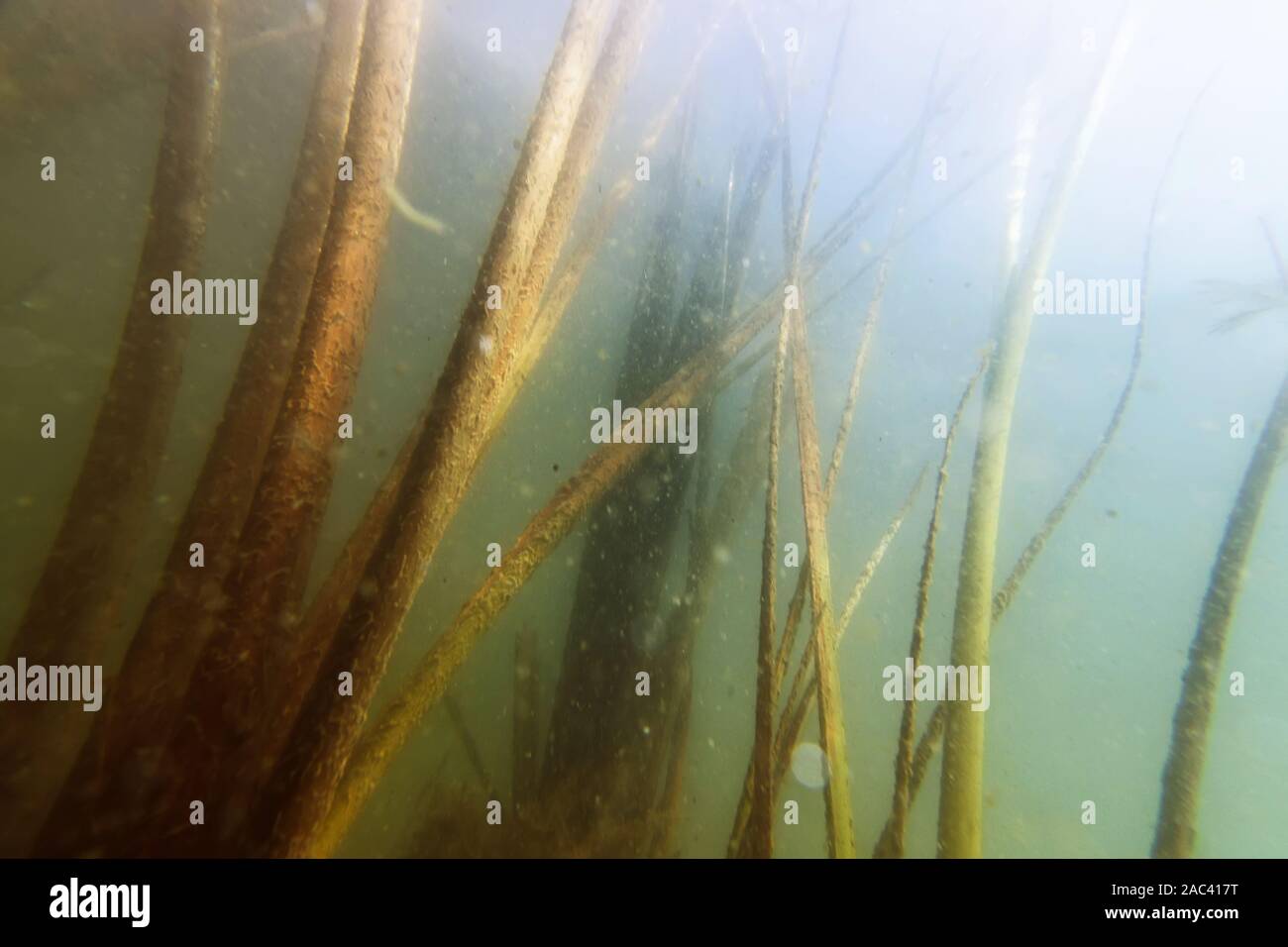 Underwater Freshwater Flora Rivers, Lakes, Pond, Underwater Flora Stock ...