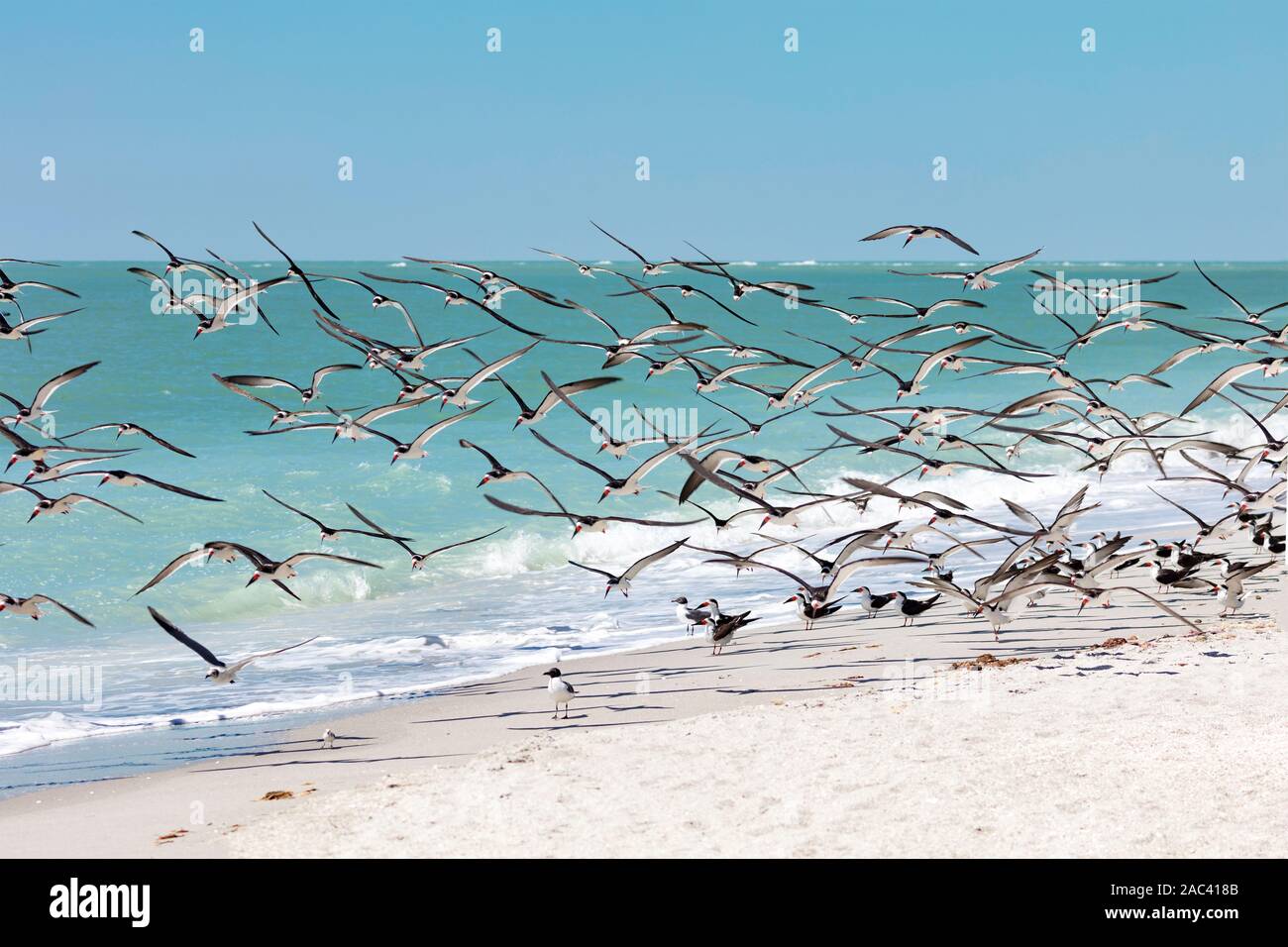 Skimmer florida hi-res stock photography and images - Alamy