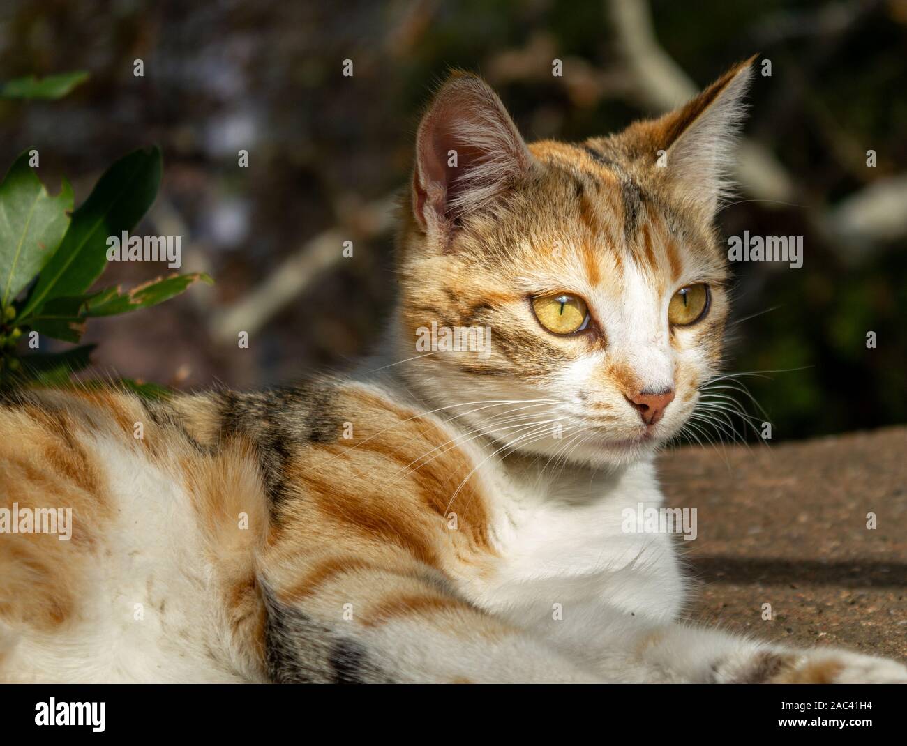 White colored hi-res stock photography and images - Alamy