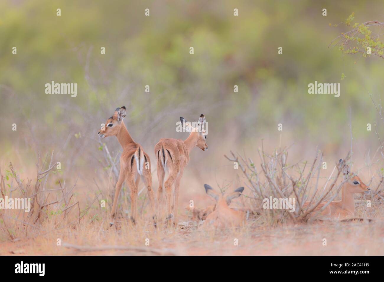 Baby impala calf and mom Stock Photo - Alamy