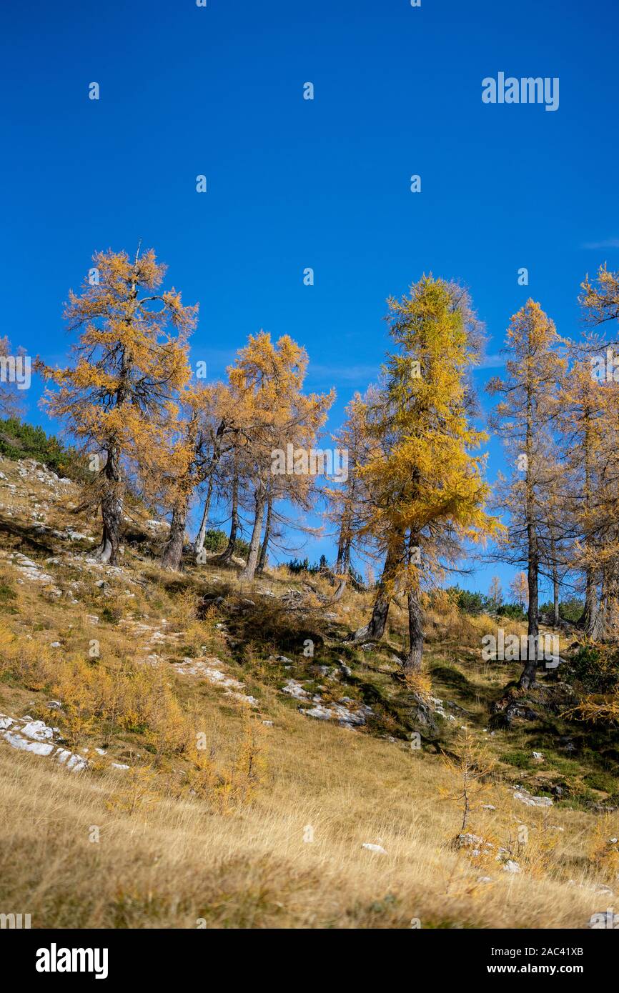 Yellow larches in the mountains Stock Photo - Alamy