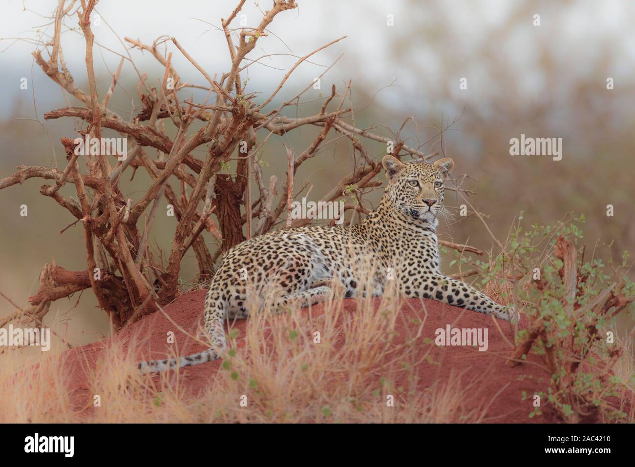 Leopard, African leopard portrait savanna Stock Photo - Alamy
