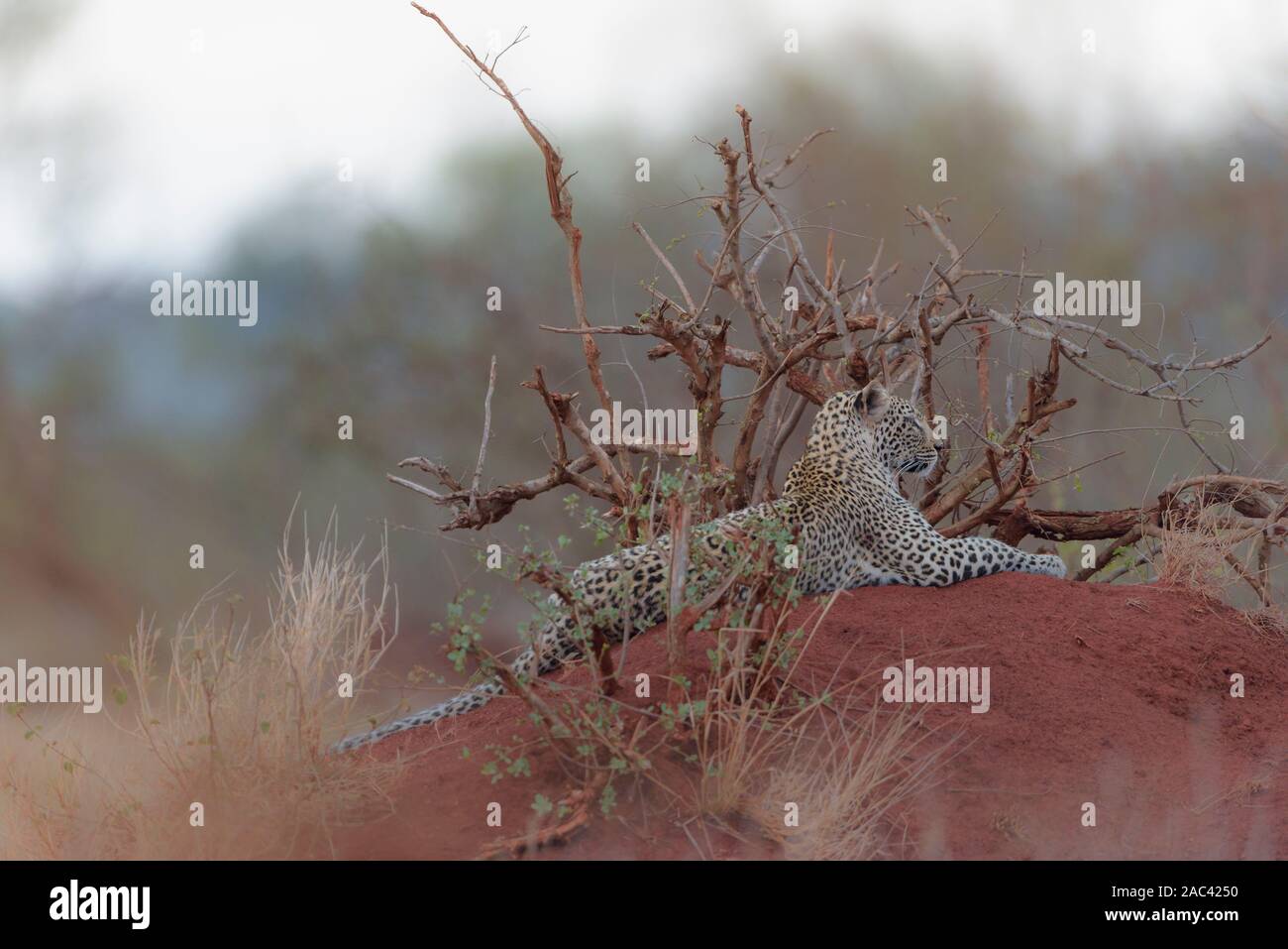 Leopard, African leopard portrait savanna Stock Photo - Alamy
