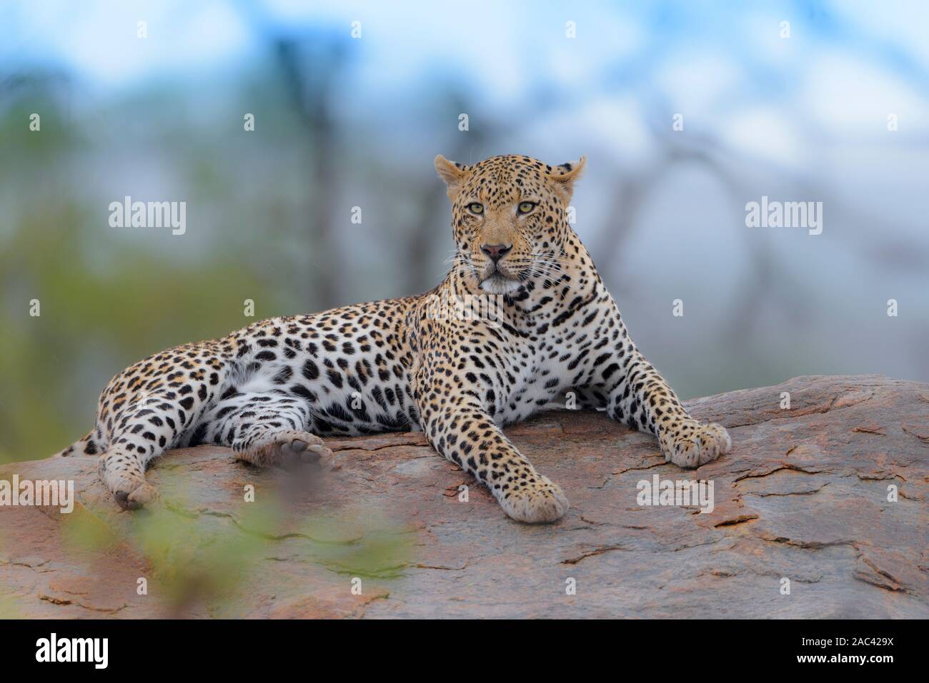 African leopard cub hi-res stock photography and images - Alamy