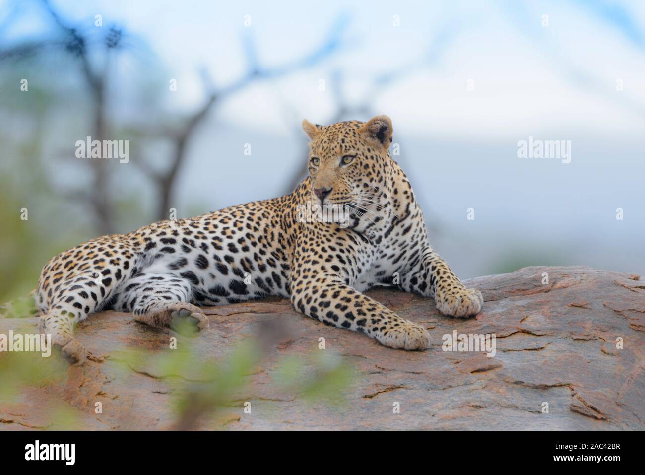 Leopard portrait Male leopard Stock Photo - Alamy
