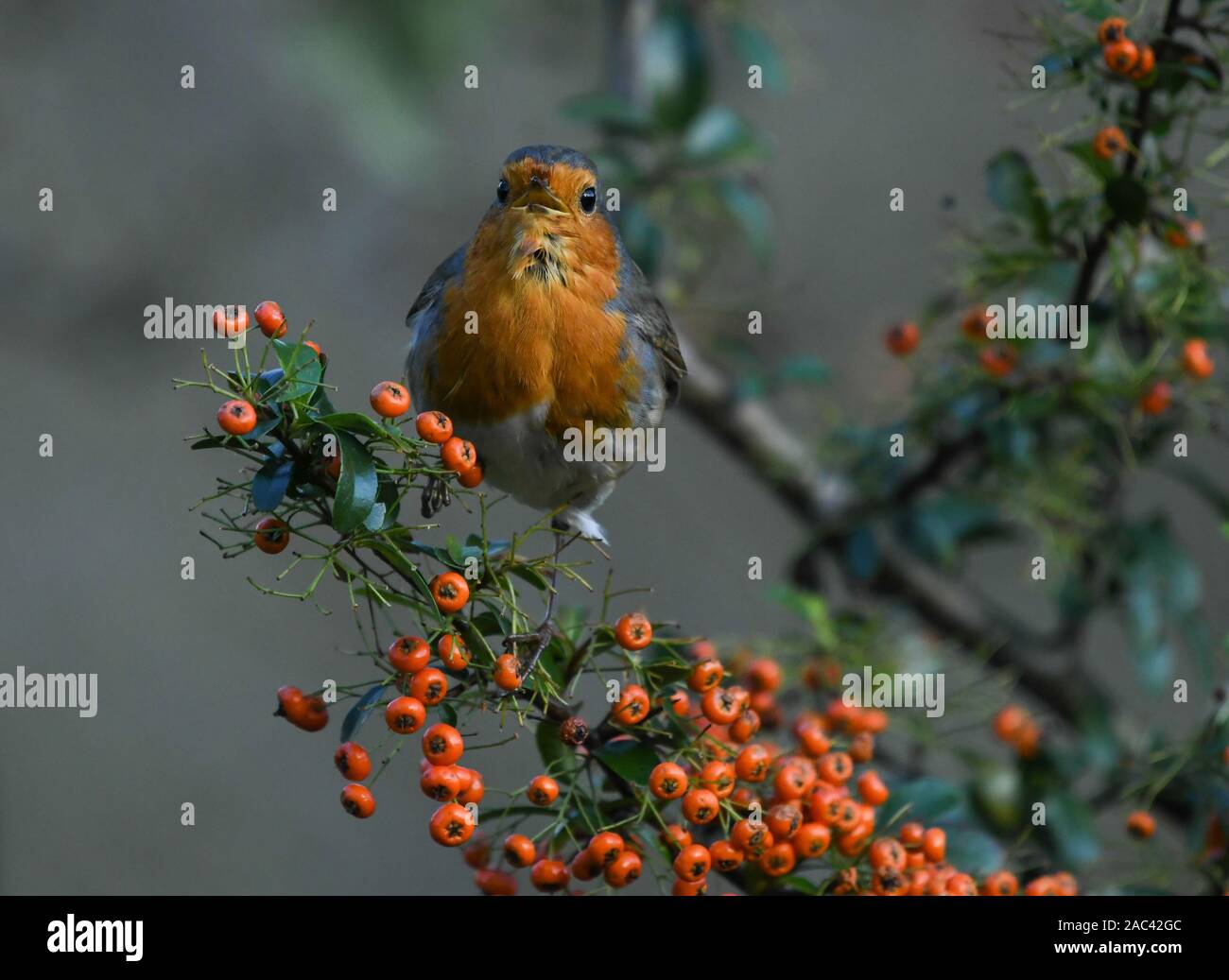Robin eating the fruits of the hawthorn Stock Photo - Alamy