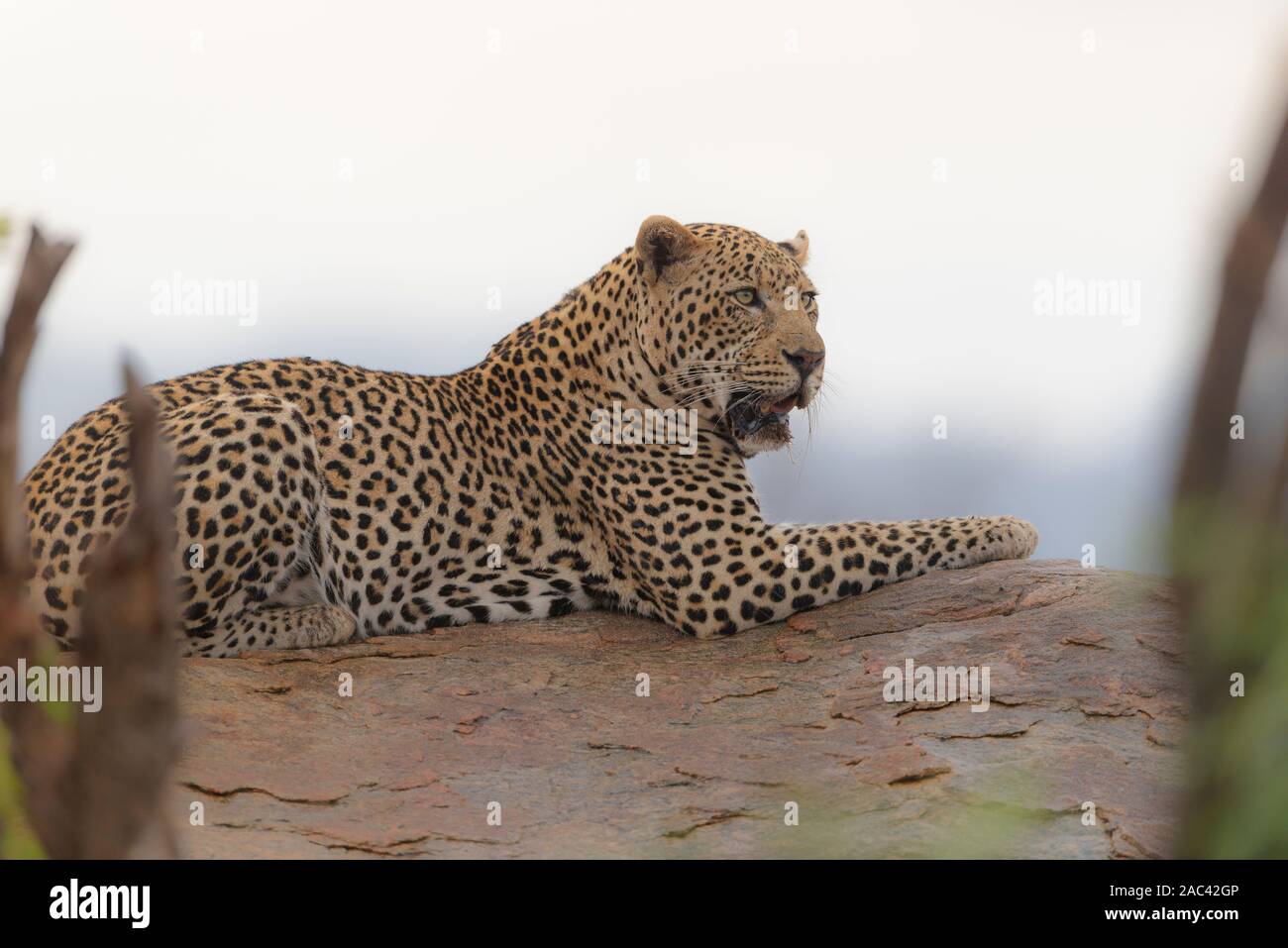 Leopard patrolling hi-res stock photography and images - Alamy