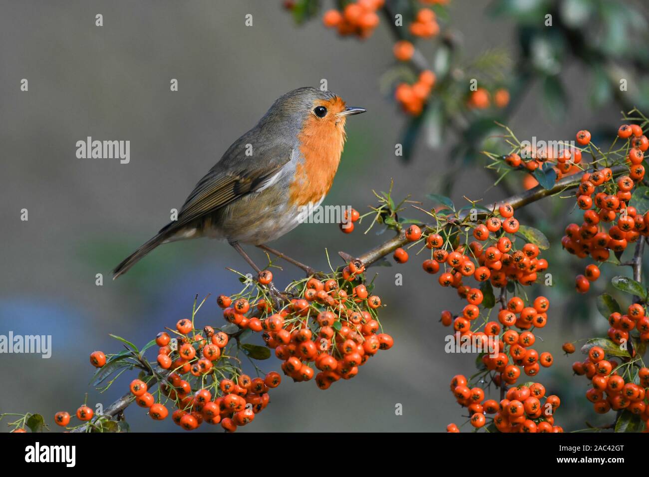 Robin eating the fruits of the hawthorn Stock Photo - Alamy