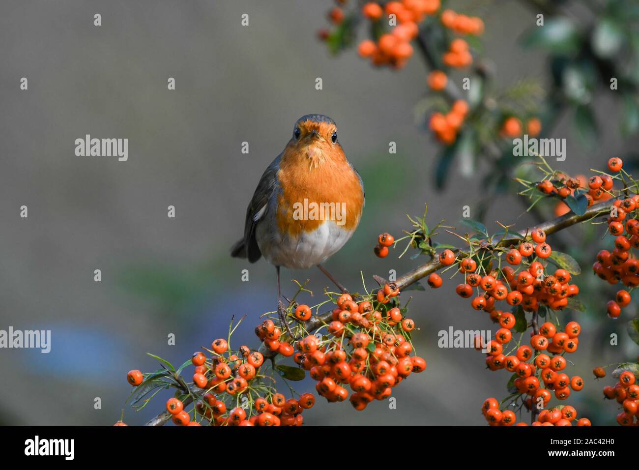 Animales robin hi-res stock photography and images - Alamy
