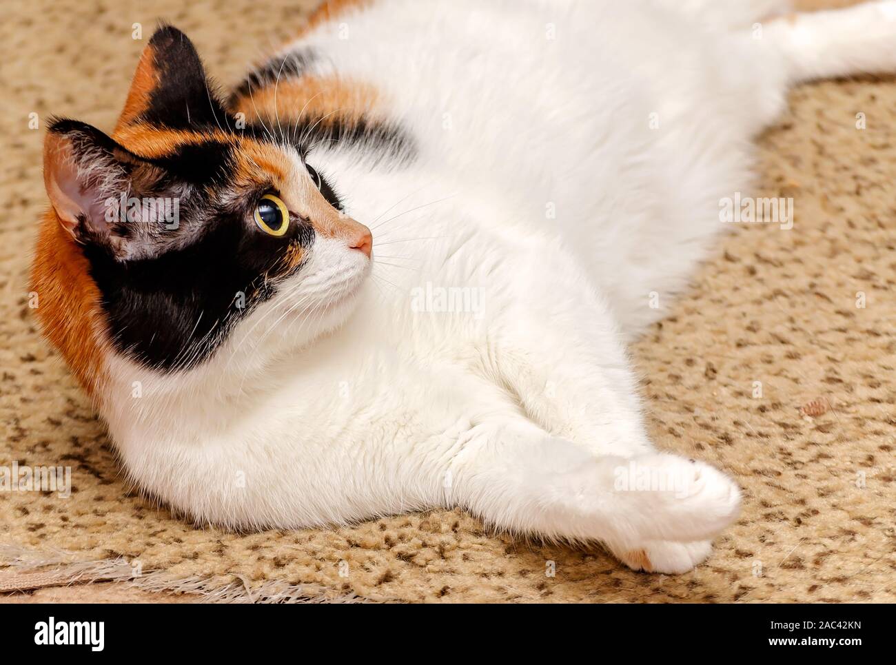 Cat full body hi-res stock photography and images - Alamy