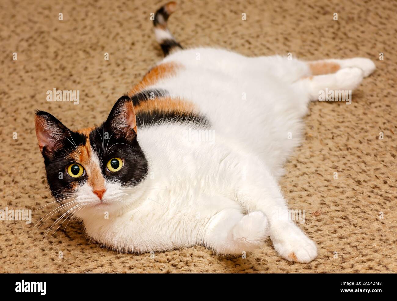 Cat full body hi-res stock photography and images - Alamy