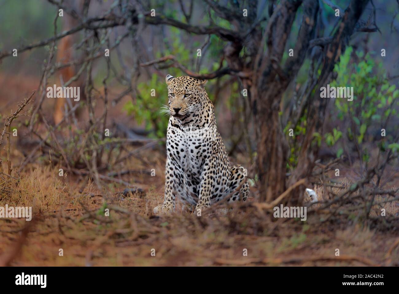 Leopard portrait African leopard Stock Photo - Alamy