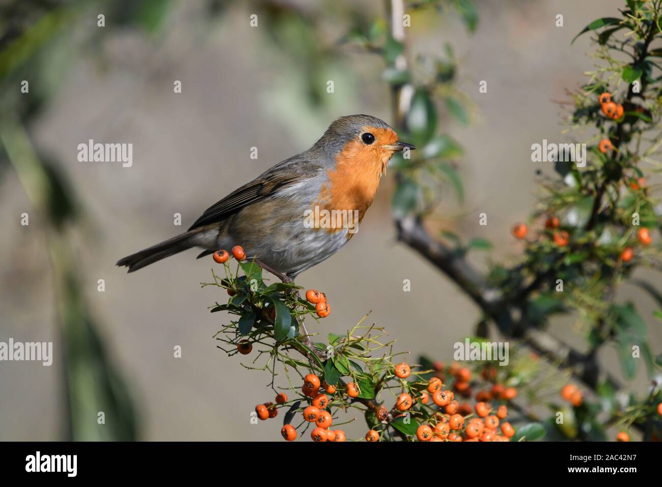 Robin eating the fruits of the hawthorn Stock Photo - Alamy