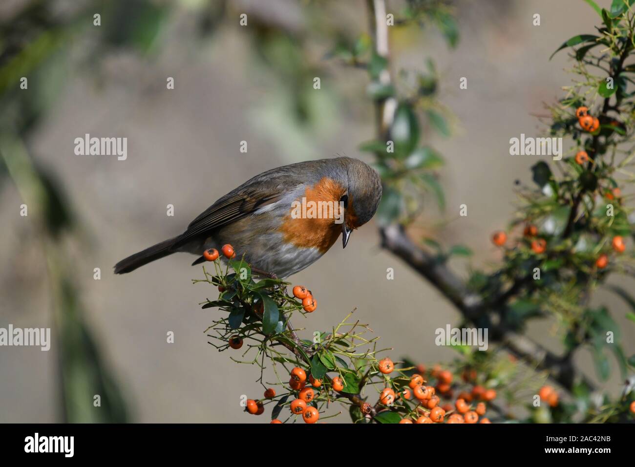Robin eating the fruits of the hawthorn Stock Photo - Alamy