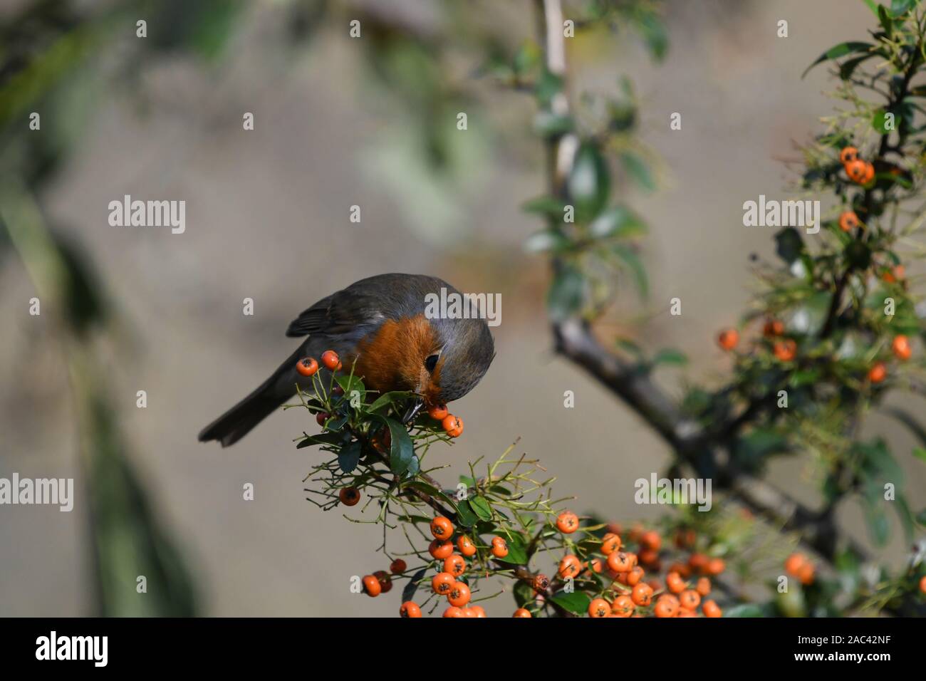 Animales robin hi-res stock photography and images - Alamy