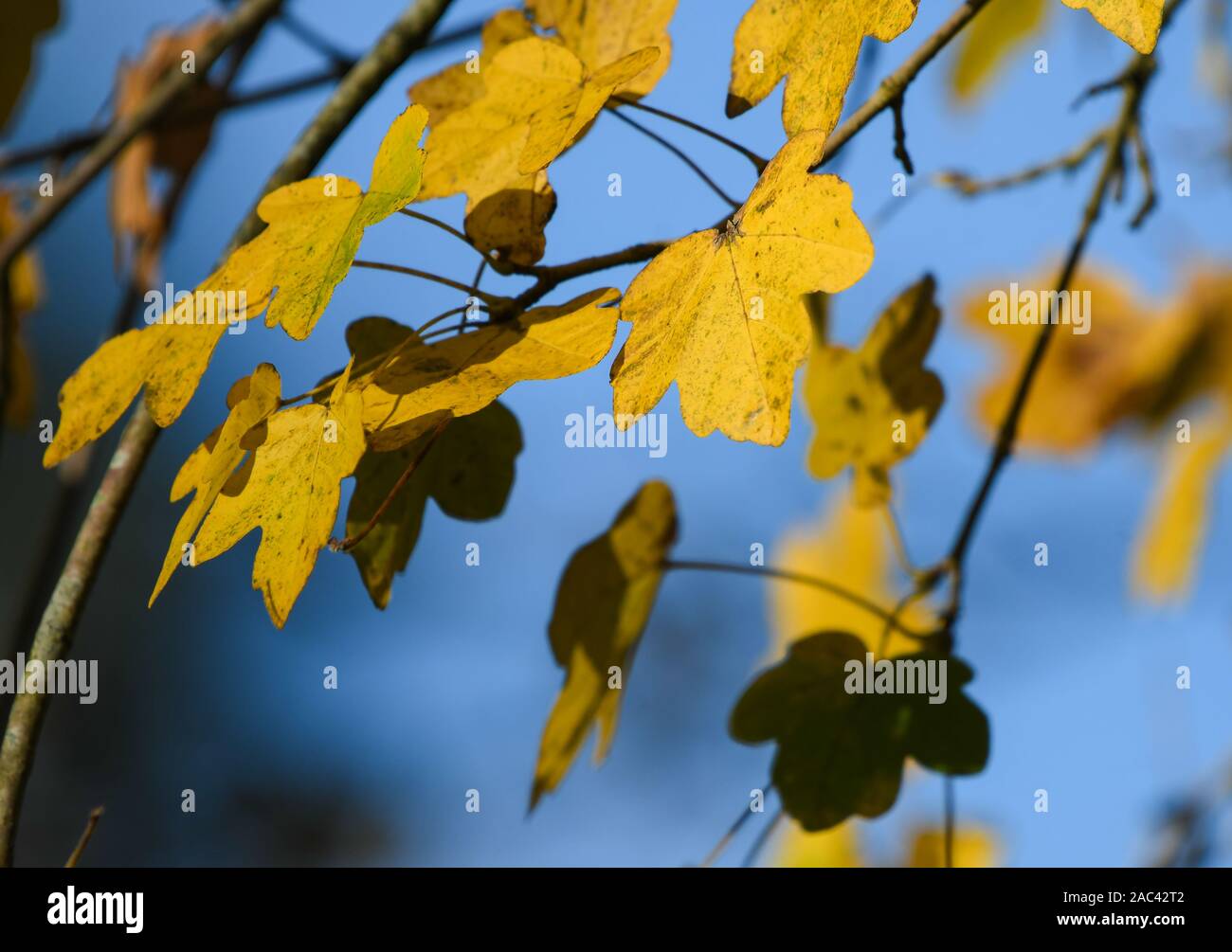 Maple leaves with their fall colors Stock Photo - Alamy