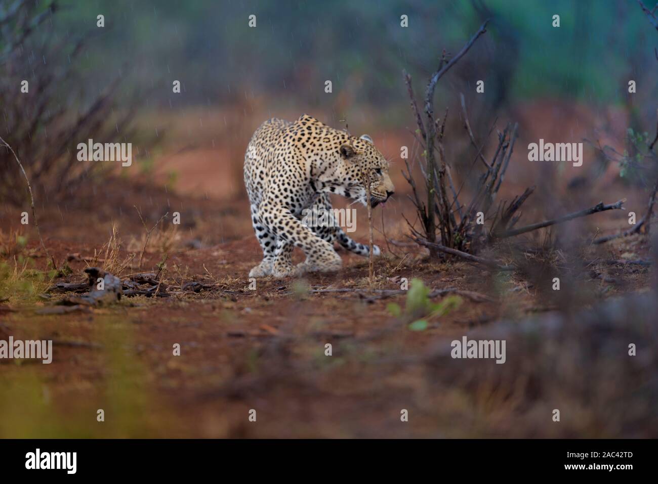 Leopard portrait Male leopard Stock Photo - Alamy