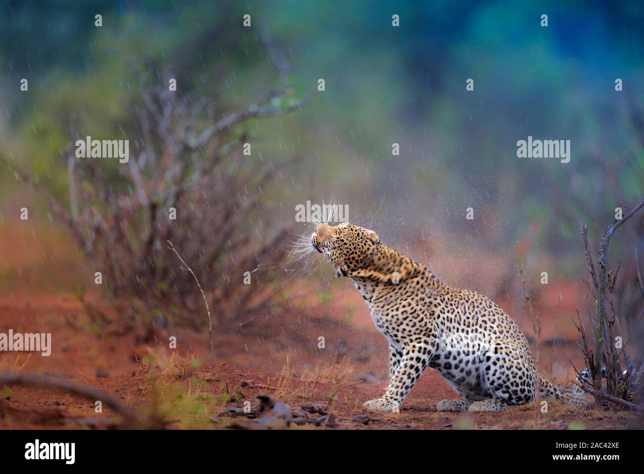 Photo leopard hi-res stock photography and images - Alamy