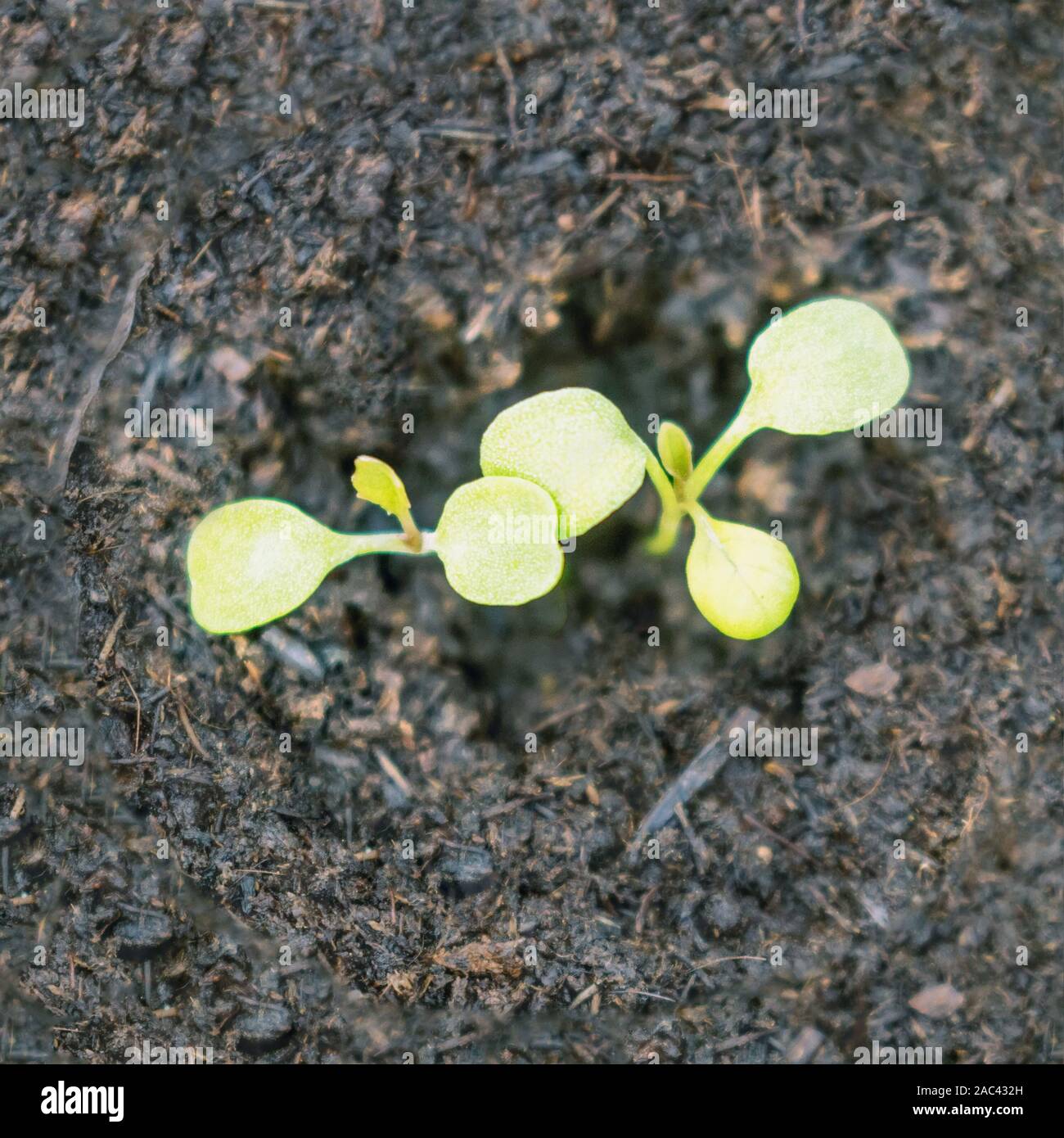 Rucola greenhouse hi-res stock photography and images - Alamy