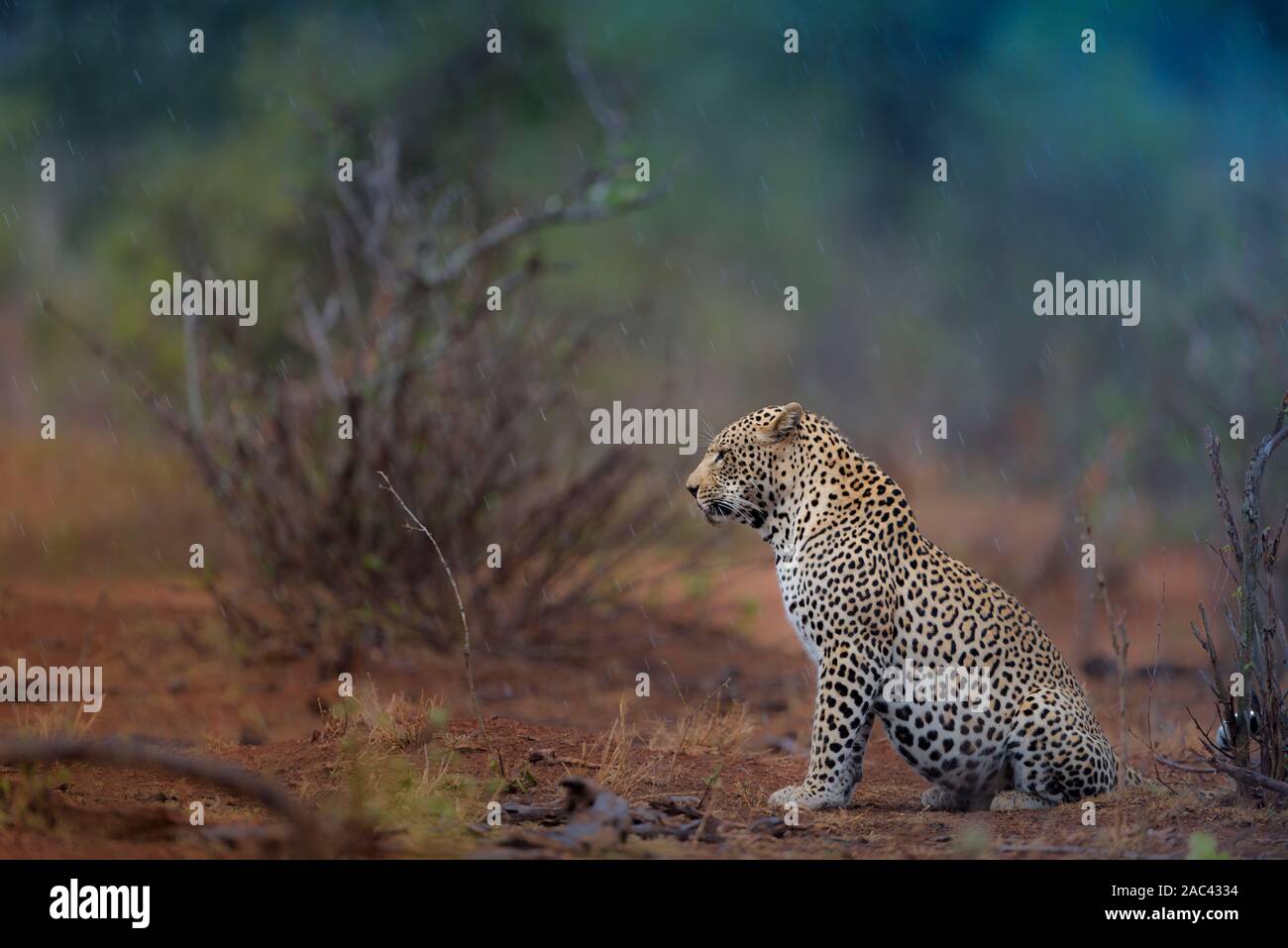 Male leopard hi-res stock photography and images - Alamy