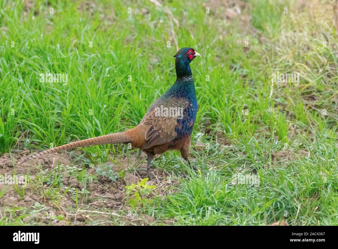 Ringneck Pheasant Male (Phasianus colchicus) Ring necked Pheasant Stock Photo - Alamy