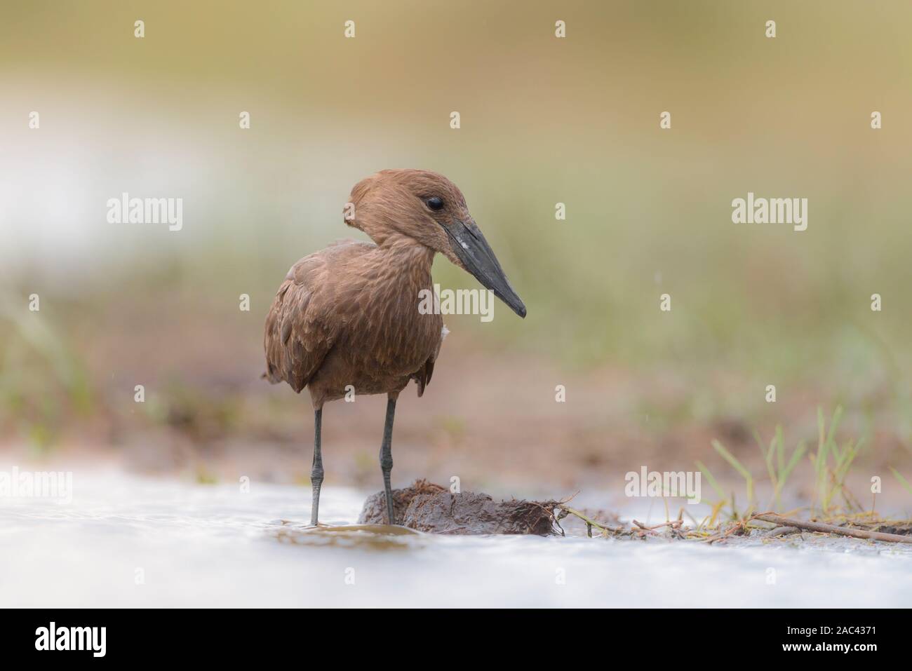 Hammerkopf portrait hi-res stock photography and images - Alamy
