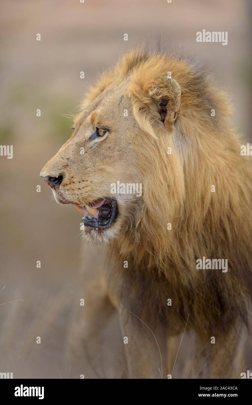 Powerful male lion hi-res stock photography and images - Alamy