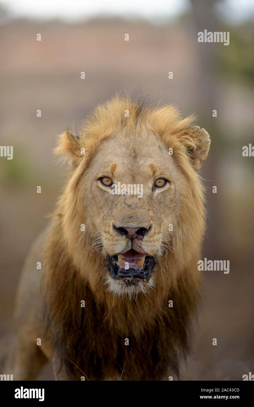 Portrait Male Lion In Bush High Resolution Stock Photography and Images ...