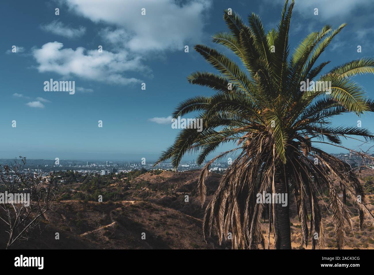 awesome landscape of Hollywood with palm tree on the foreground and LA ...
