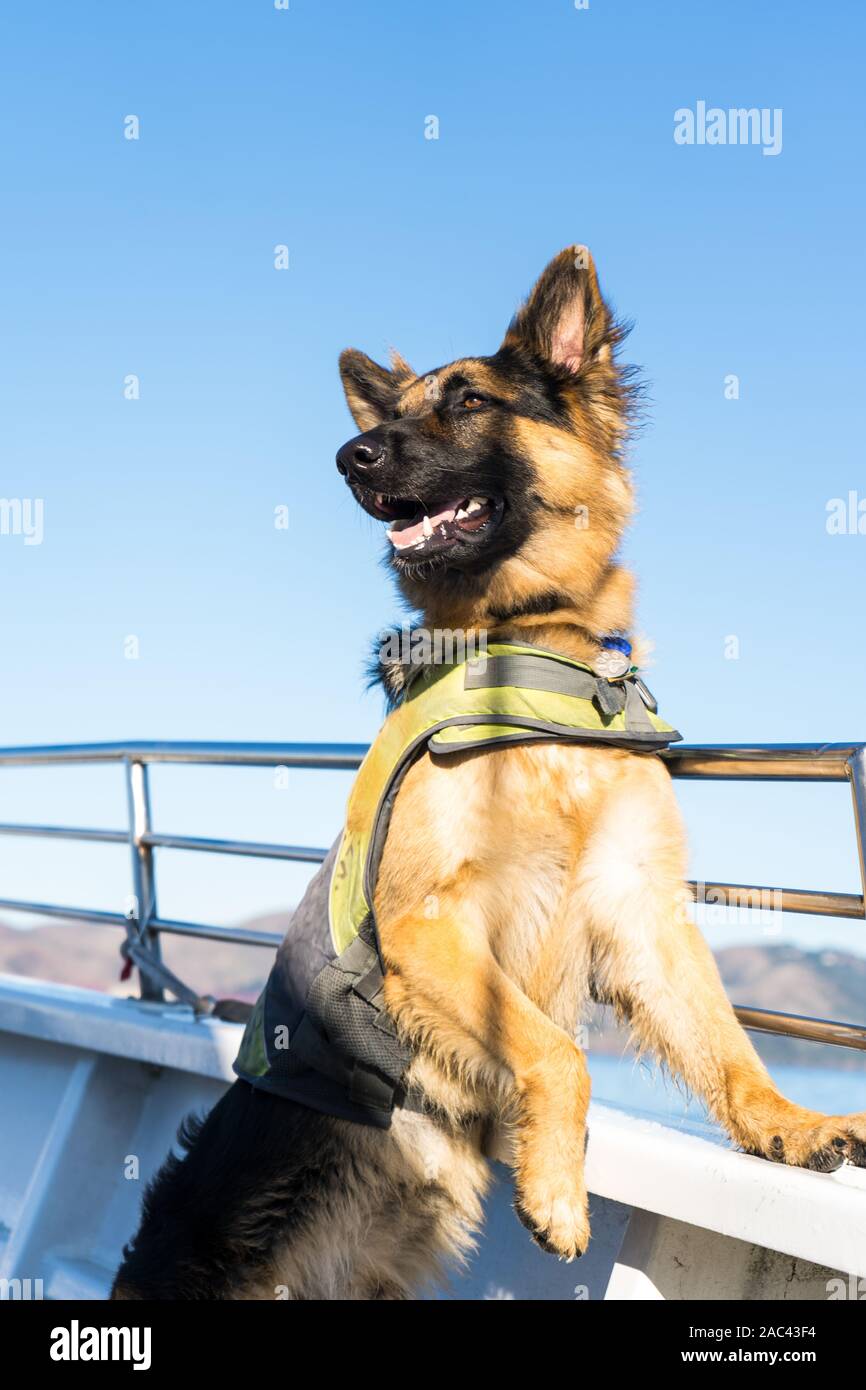 Day sheppard hi-res stock photography and images - Alamy