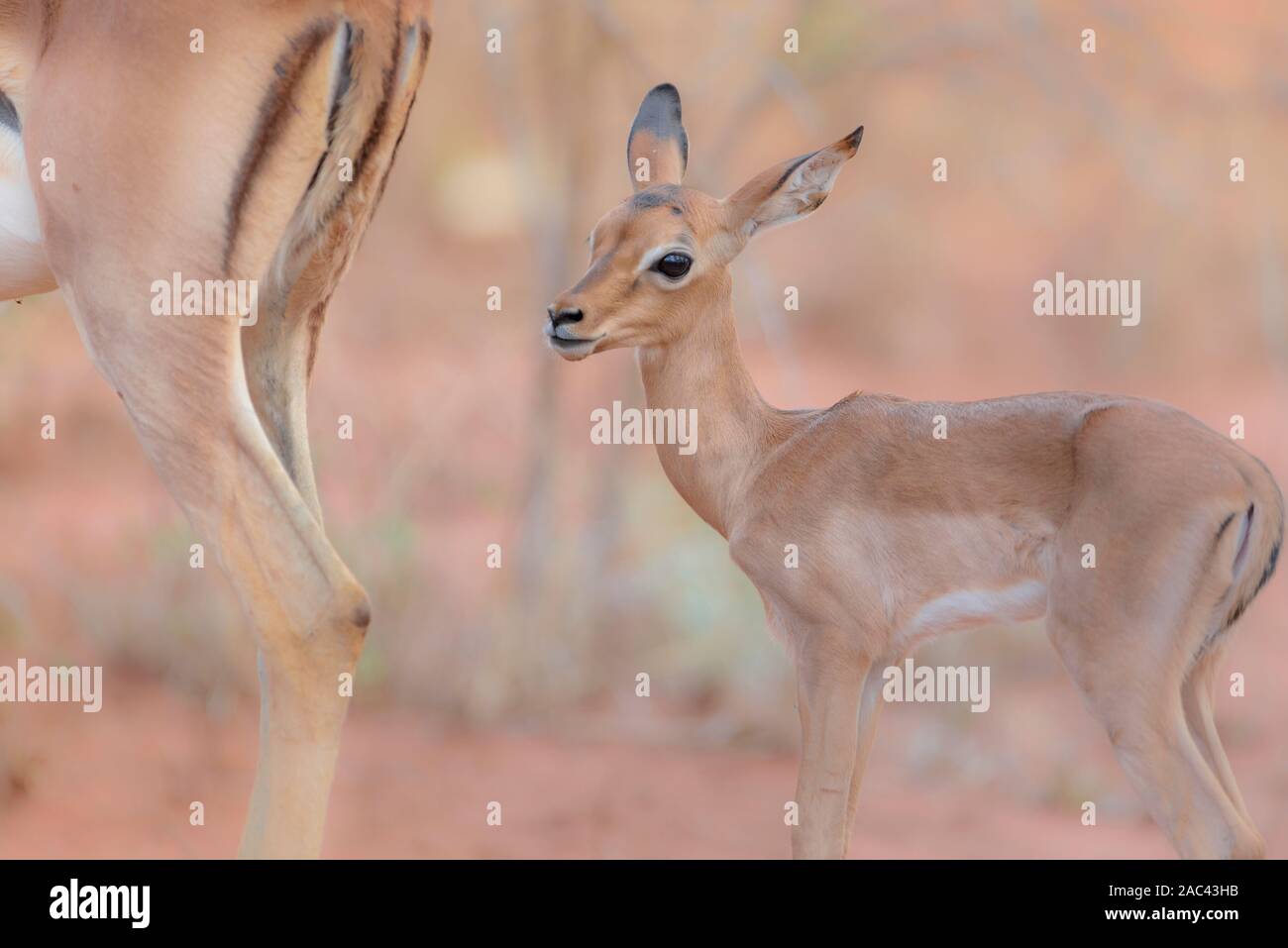 Impala with mom hi-res stock photography and images - Alamy