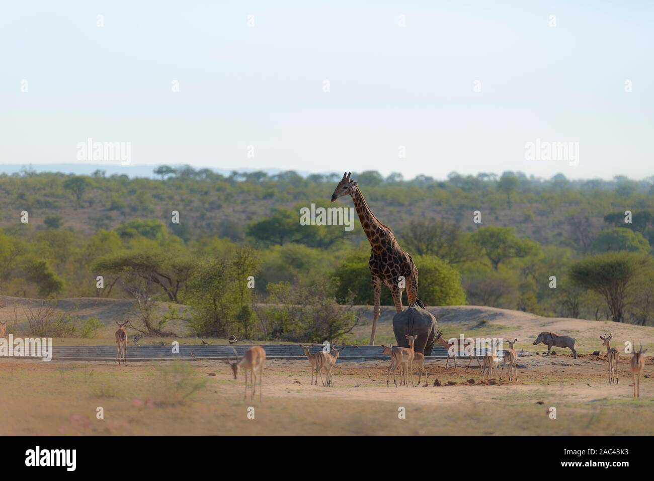 Giraffe in the wild Stock Photo - Alamy
