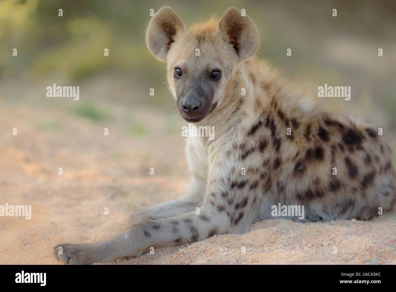 Hyena portrait in wilderness, hyena cub, best hyena Stock Photo - Alamy